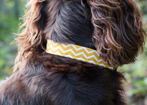 2016 favourites – The Cotswold Spaniels