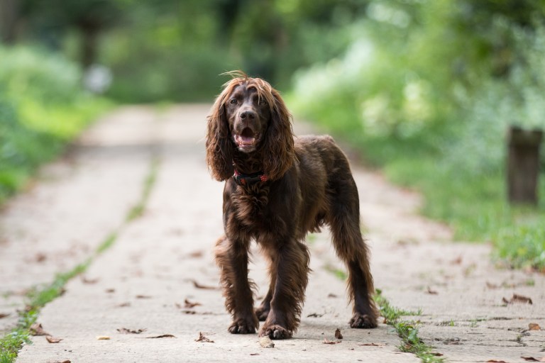 How to groom a Spaniel – The Cotswold Spaniels