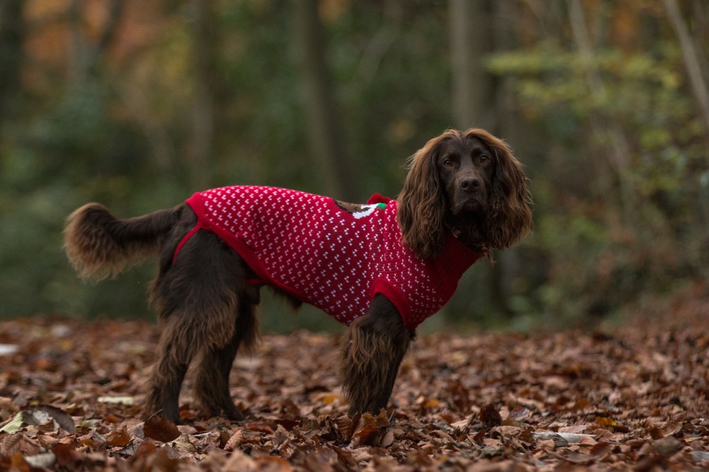 Christmas Jumpers – The Cotswold Spaniels