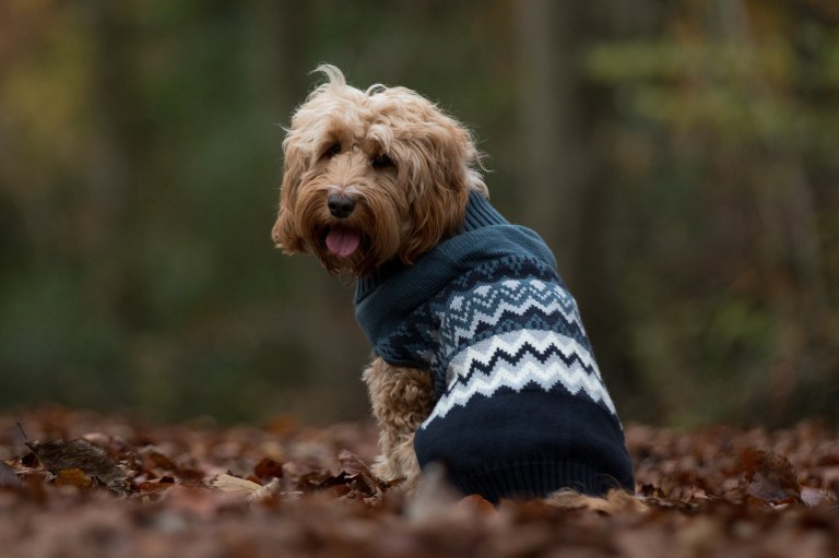 Christmas Jumpers – The Cotswold Spaniels