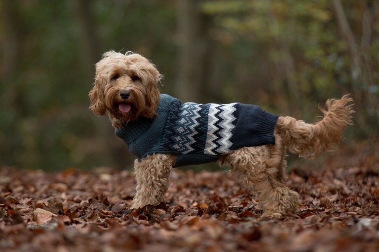 Christmas Jumpers – The Cotswold Spaniels