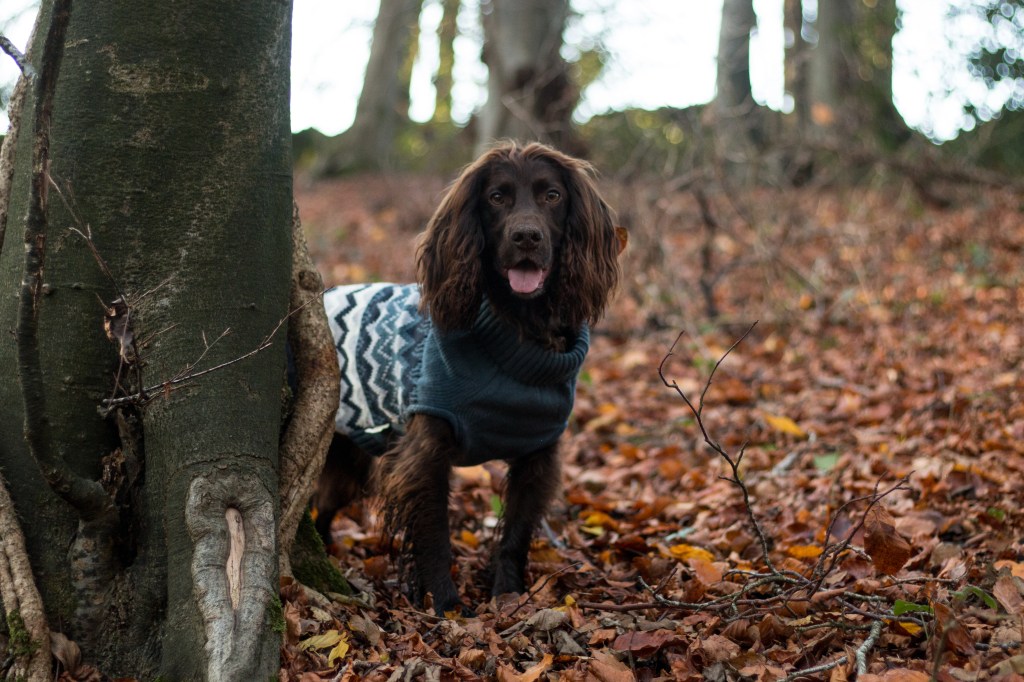 Christmas Jumpers – The Cotswold Spaniels
