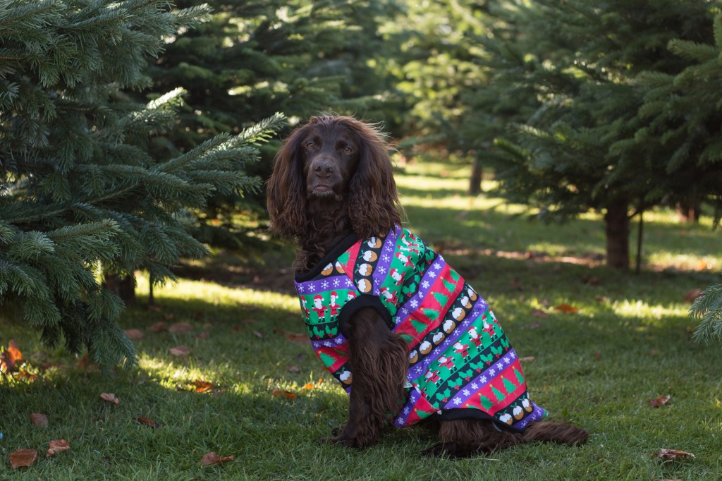 Christmas Jumpers – The Cotswold Spaniels