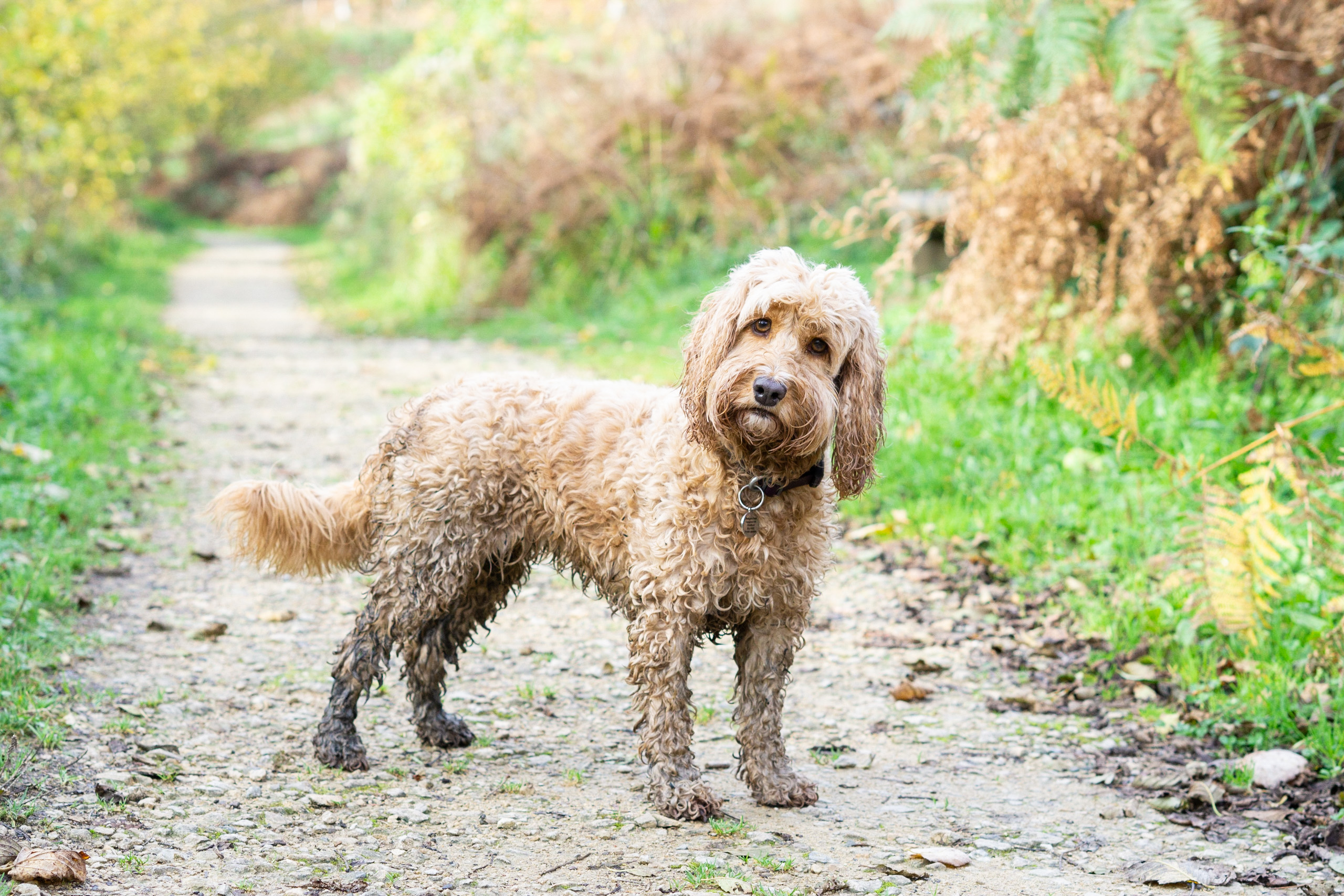How to groom a Cockapoo/Doodle – The Cotswold Spaniels
