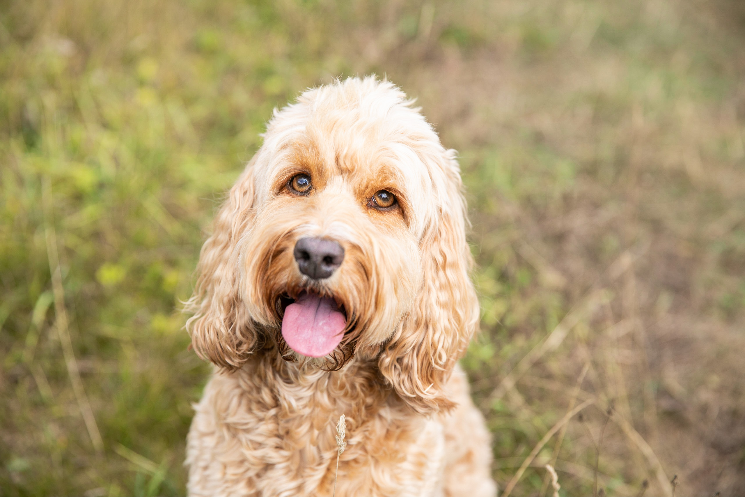 How to groom a Cockapoo/Doodle – The Cotswold Spaniels