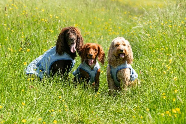 The best cooling coats for dogs – The Cotswold Spaniels