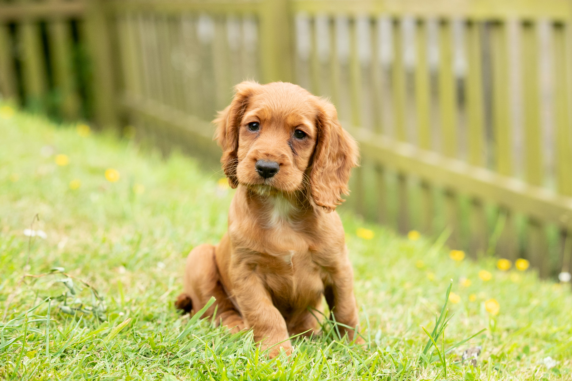 Introducing Wyn – The Cotswold Spaniels