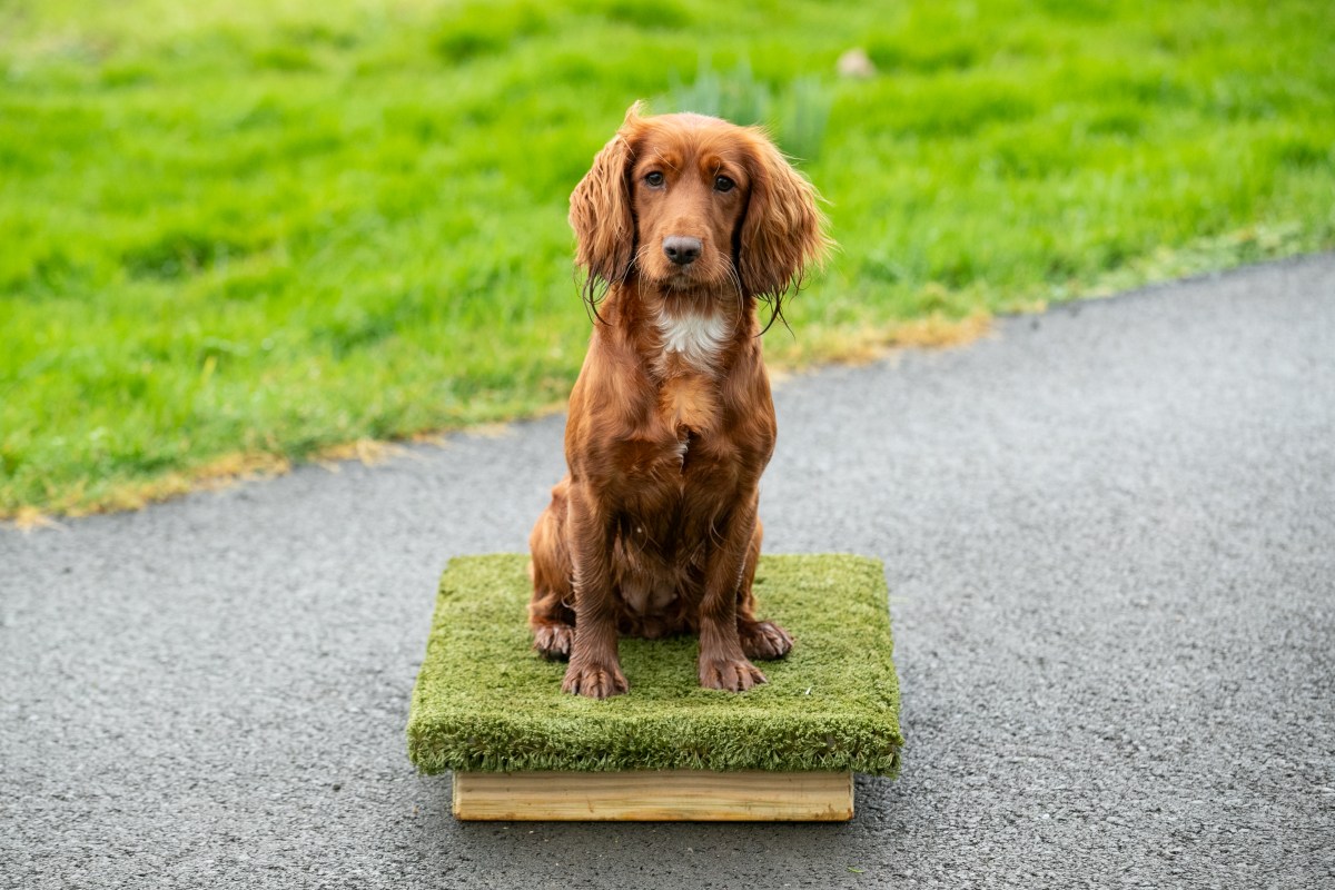 How to begin Place Board training with a Gundog – The Cotswold Spaniels