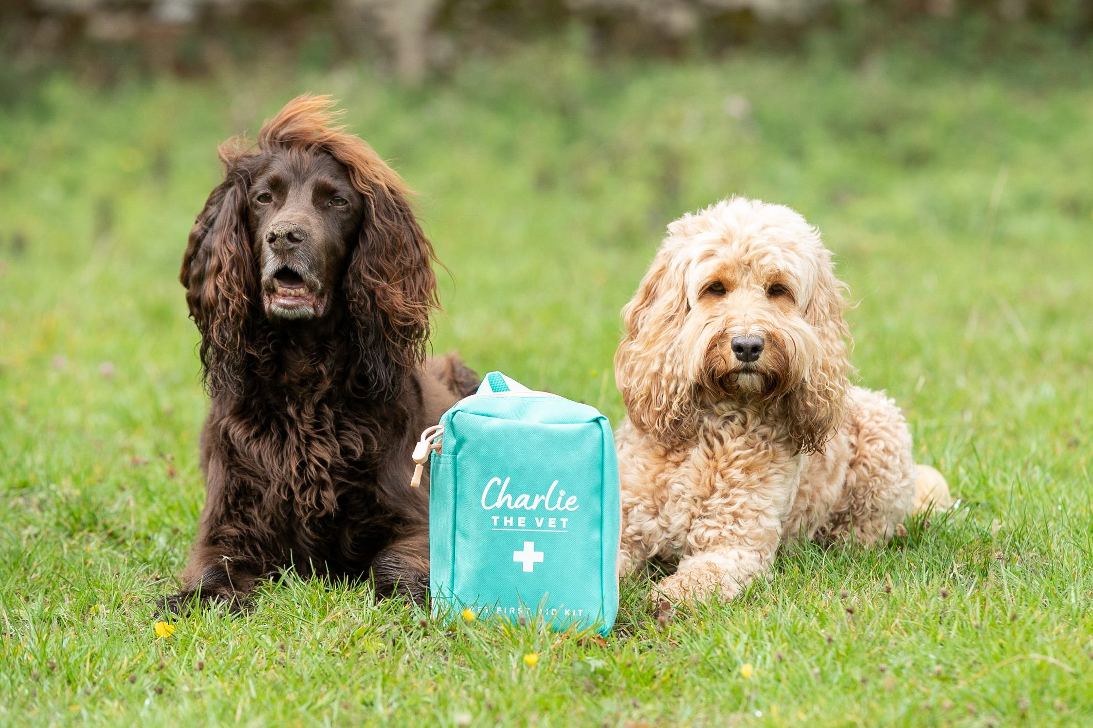 Charlie the Vet Wound & Skin Care Spray – The Cotswold Spaniels