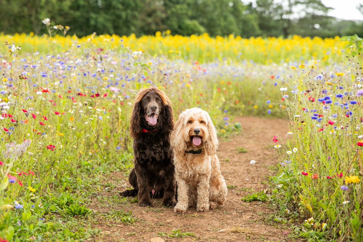 Dog Friendly Flower Field – The Cotswold Spaniels